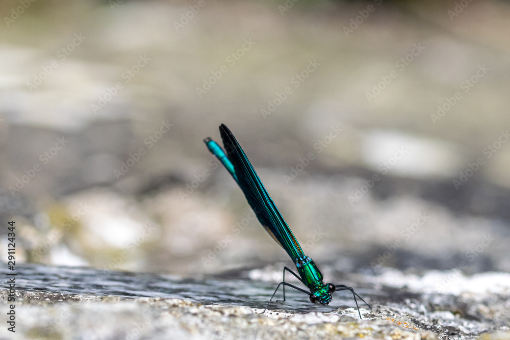 Banded Demoiselle damselfly (Calopteryx splendens) on a stone wall by ...