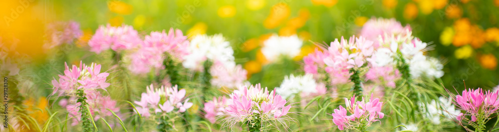 Nature of flower in garden using as cover page background natural flora ...