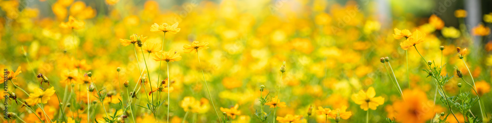 Nature of flower in garden using as cover page background natural flora ...