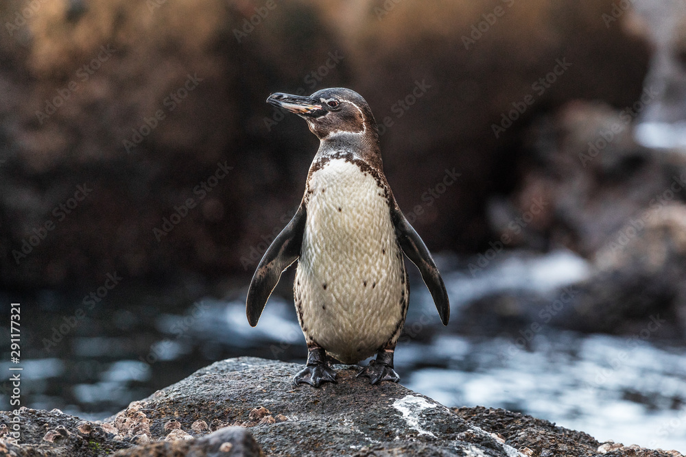 Galapagos Penguin on Galapagos Islands standing on land - Endangered species on Isabela Island ...