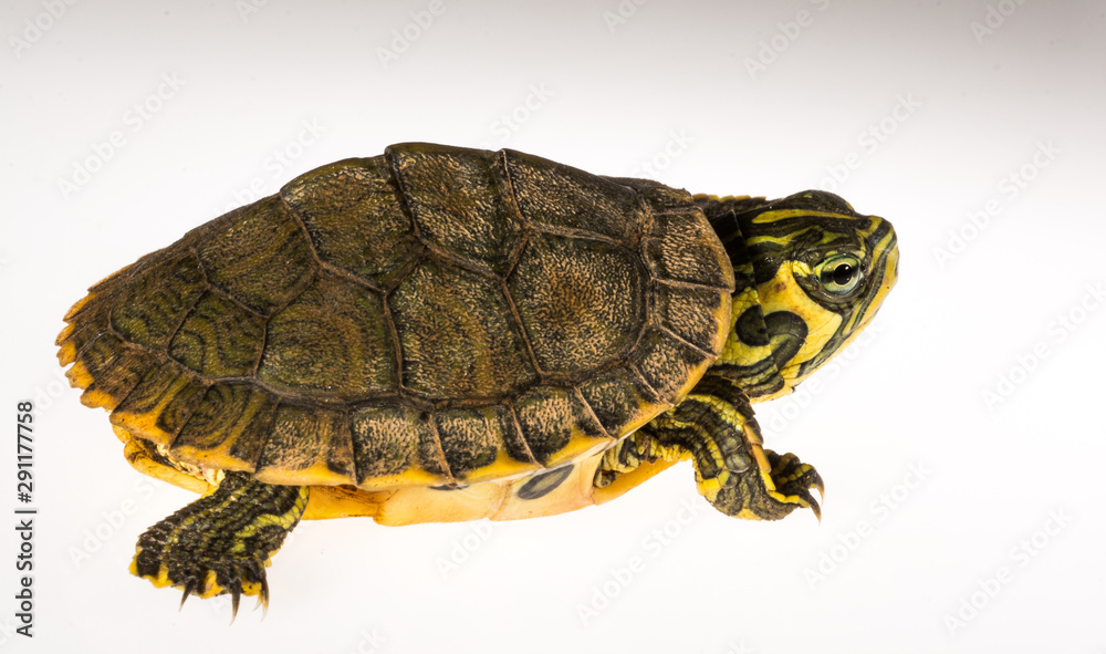 Yellow-bellied Slider (Trachemys scripta scripta) Stock Photo | Adobe Stock
