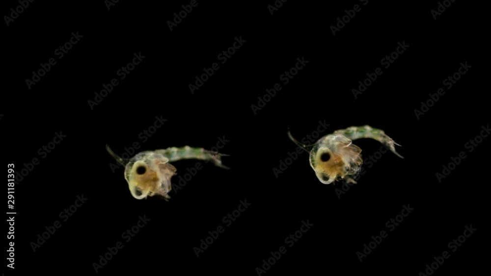 The crab larva under the microscope, called Zoea, lives as a part of ...