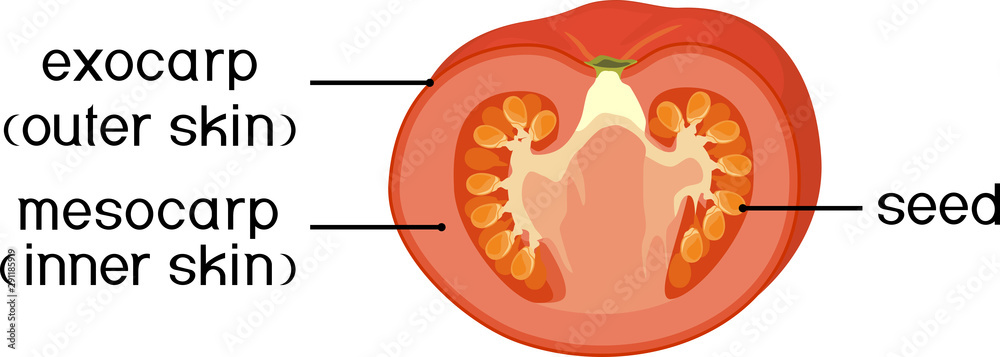 Parts of plant. Morphology and anatomy of tomato ripe red fruit. Tomato ...