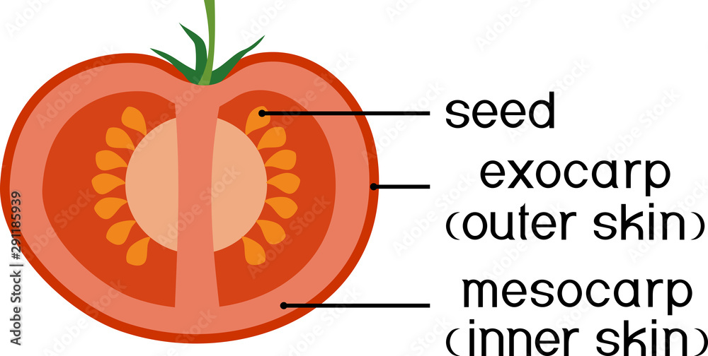 Parts of plant. Morphology and anatomy of tomato ripe red fruit. Tomato ...