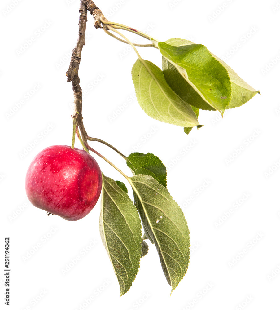 Red Apple Tree Branch