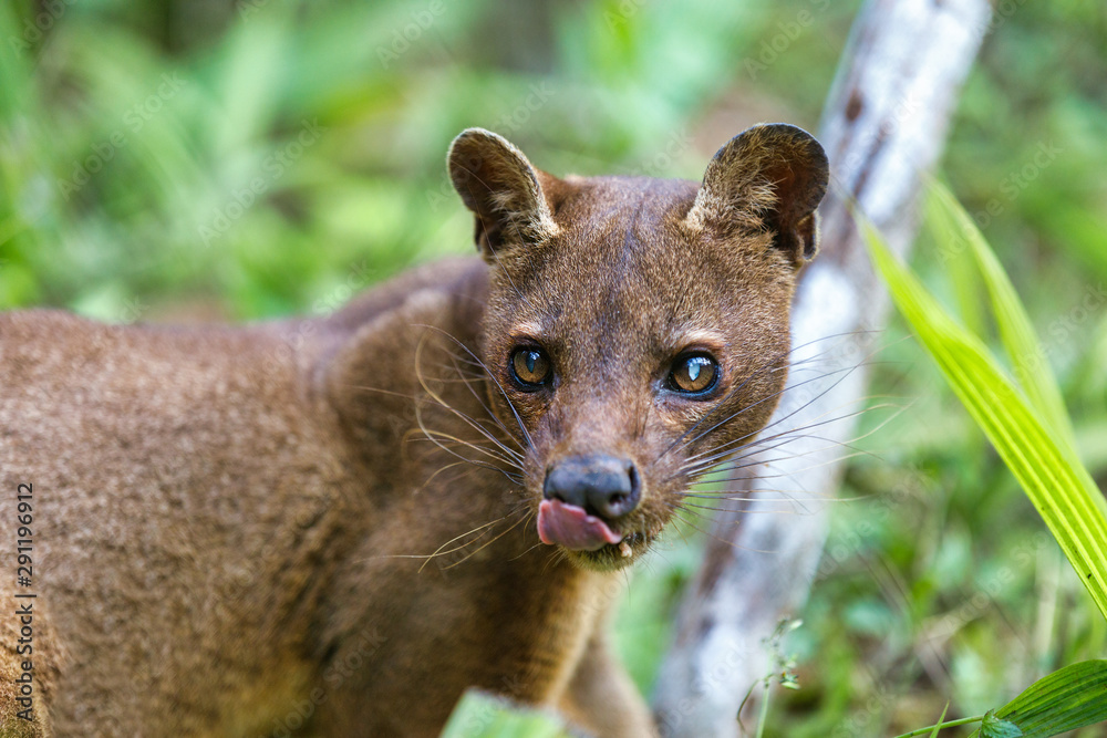madagascar predator, Fossa ,Cryptoprocta ferox, cat-like, carnivorous ...