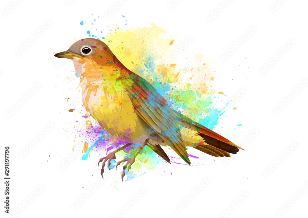 Nightingale Bird Drawing