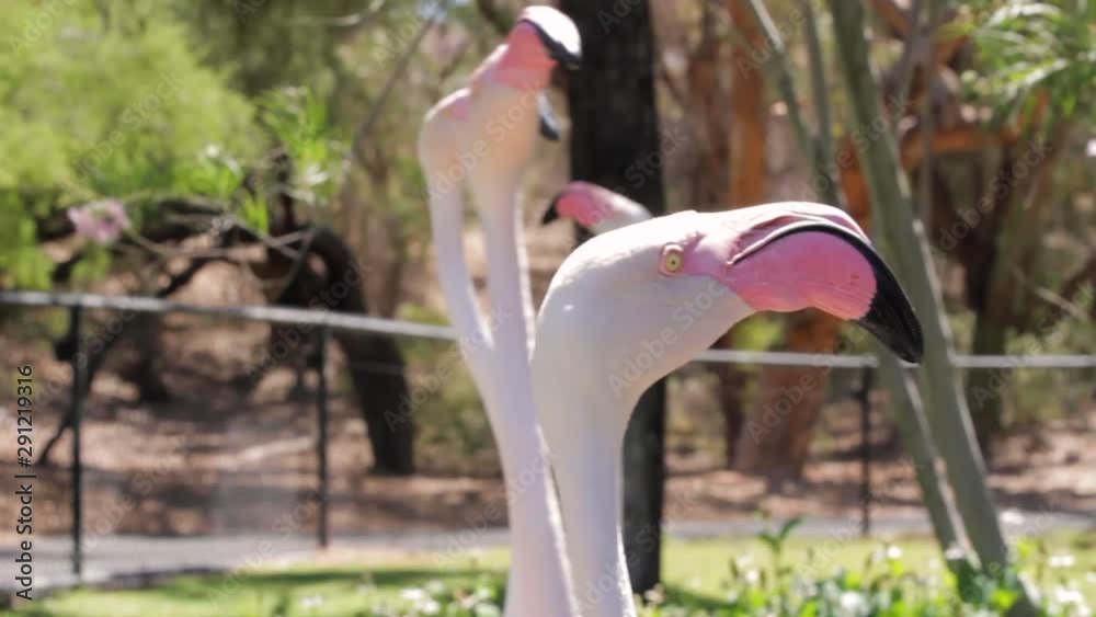 Flamingo heads turning right and left over and over. A central flamingo ...