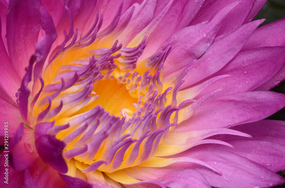 Close-up photos of lotus flowers in bright and beautiful colors in ...
