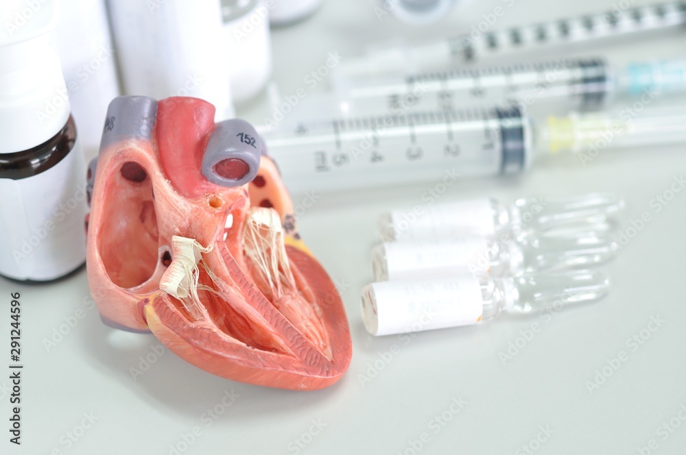 human heart anatomy model with EKG Stock Photo | Adobe Stock