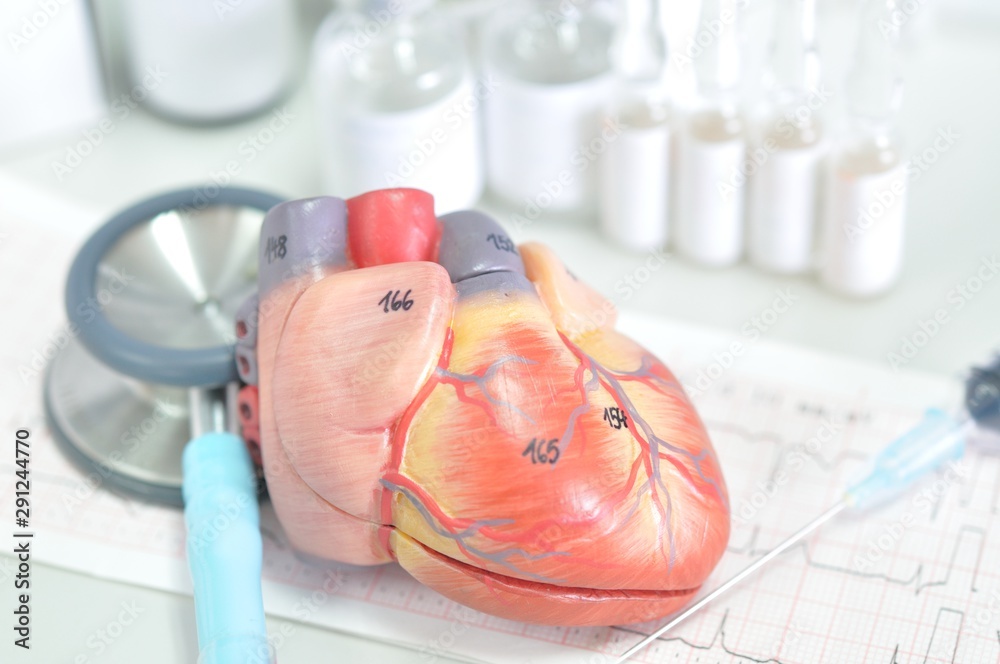human heart anatomy model with EKG Stock Photo | Adobe Stock