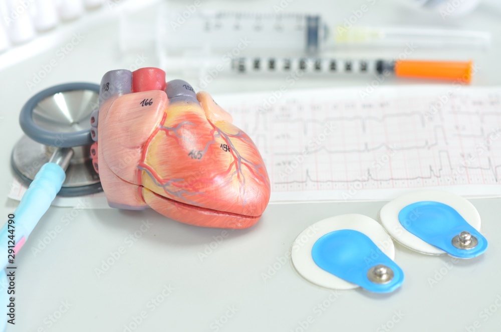 human heart anatomy model with EKG Stock Photo | Adobe Stock