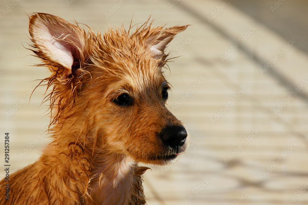 What Is The Breed Of Kokoni