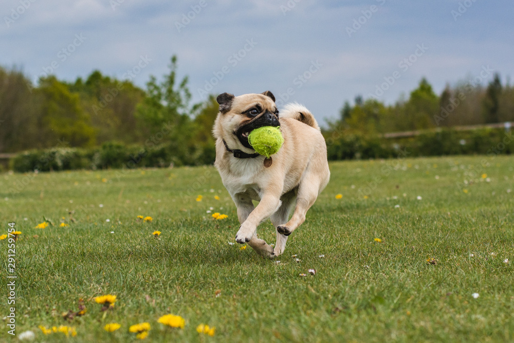 dog playing at the park with a tennis ball Stock Photo | Adobe Stock