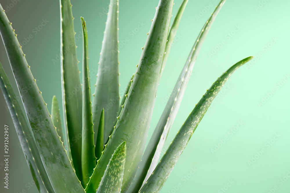Aloe Vera closeup. Aloevera plant, natural organic renewal cosmetics ...