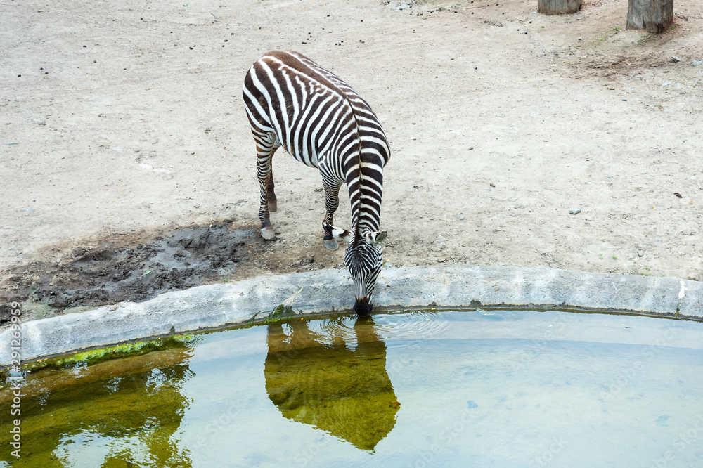 Wild Animals Drinking Water