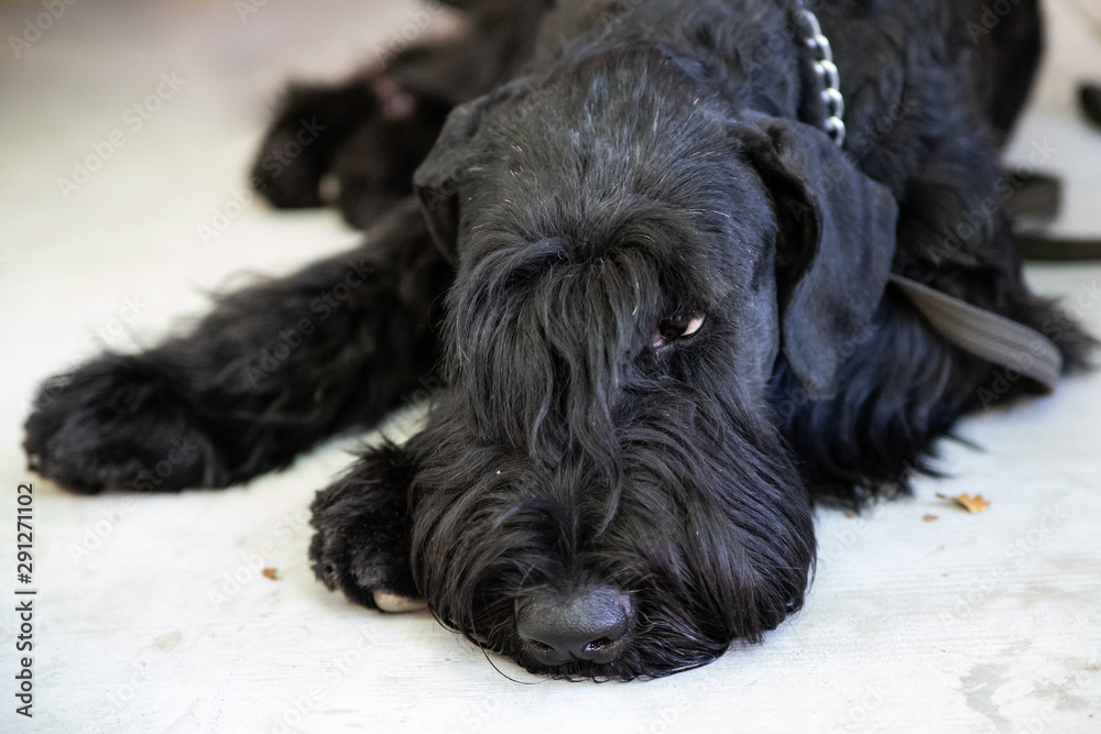 Russian Army Dog Breeds