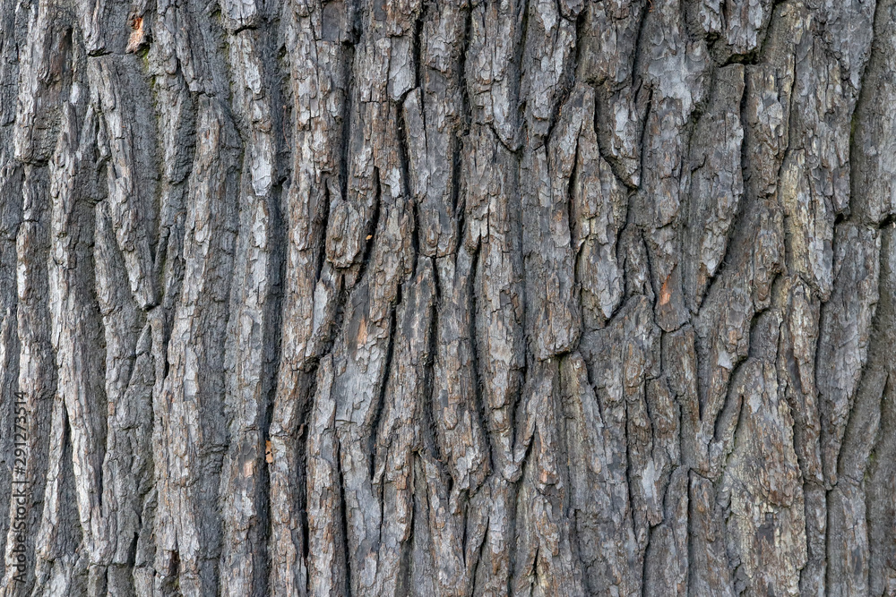Seamless Oak Bark Texture