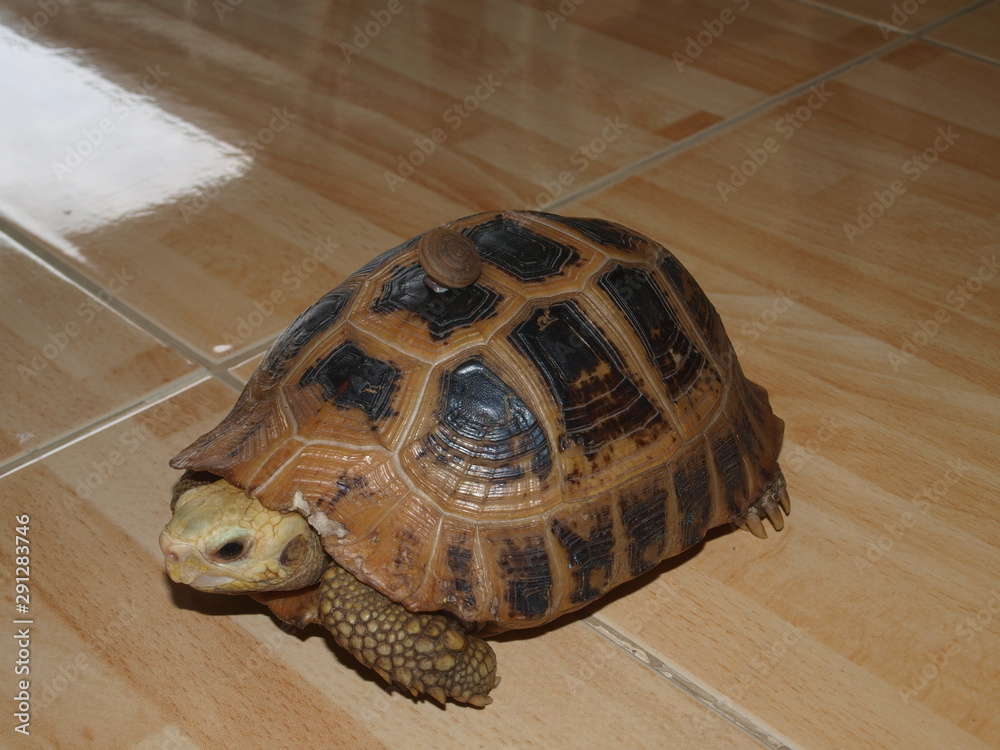 land tortoise with small air-breathing snail at the shell. Exotic pet ...