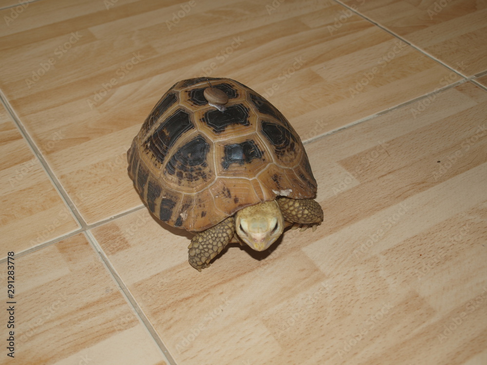 Turtle with small snail at the shell. Top view of a small brown snail ...