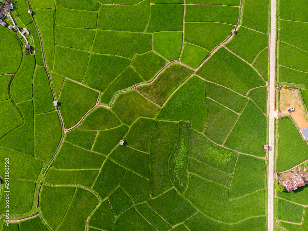 Aerial view The rice fields in the greenery The rice fields are square ...