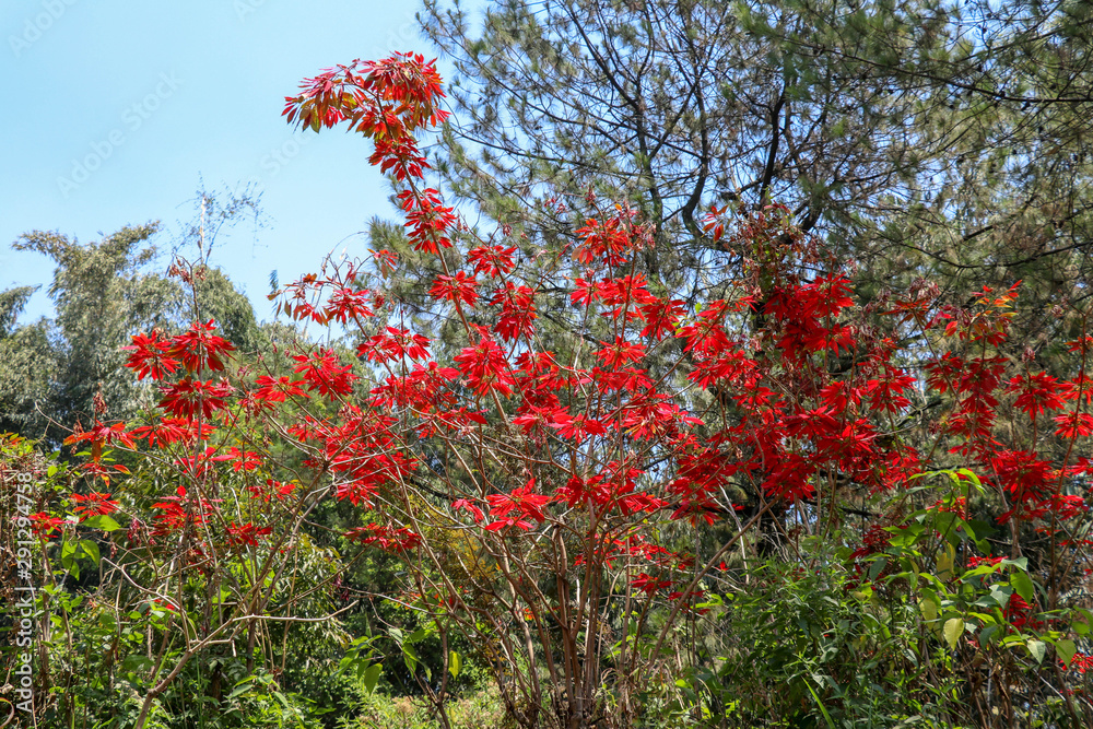 Wild Euphorbia pulcherrima with lots of red leaves growing in the dense ...