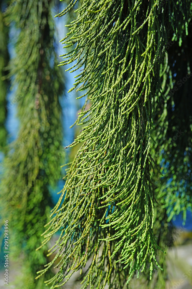View of a Weeping Giant Sequoia tree (sequoiadendron giganteum pendulum) Stock Photo | Adobe Stock