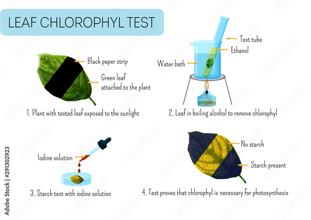 Leaf chlorophyll test. School scientific experiment proves ... Leaf chlorophyll test. School scientific experiment proves ...