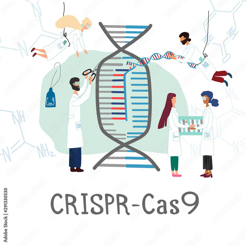 Scientists illustrated how CRISPR CAS9 works. Gene editing tool ...