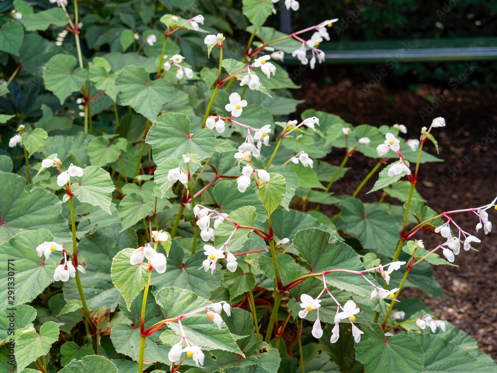Begonia grandis 'Alba' - Begonia vivace de Madame Evans au magnifique ...