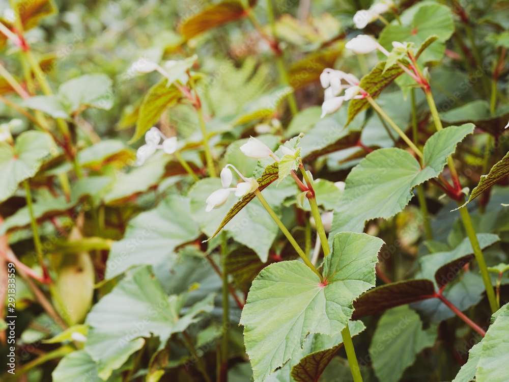 Begonia grandis 'Alba' - Begonia vivace de Madame Evans au magnifique ...