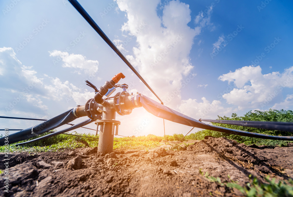 Drip irrigation system. Water saving drip irrigation system being used ...