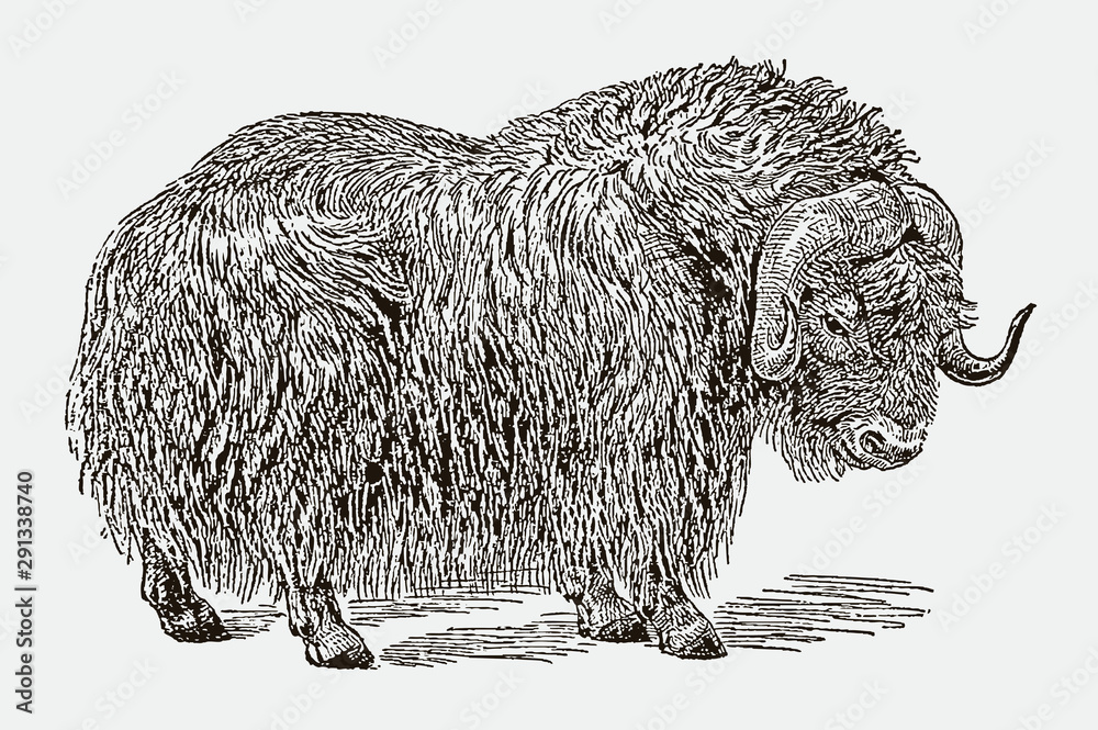 Musk Ox Drawing