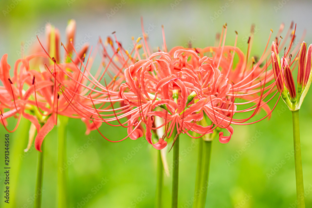 Red Spider Lily, taken at Kinchakuda, Saitama, Japan Stock Photo ...