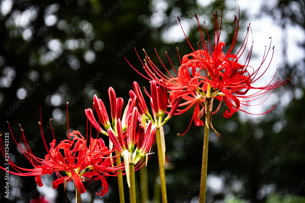 Red Spider Lily, taken at Kinchakuda, Saitama, Japan Stock Photo ...