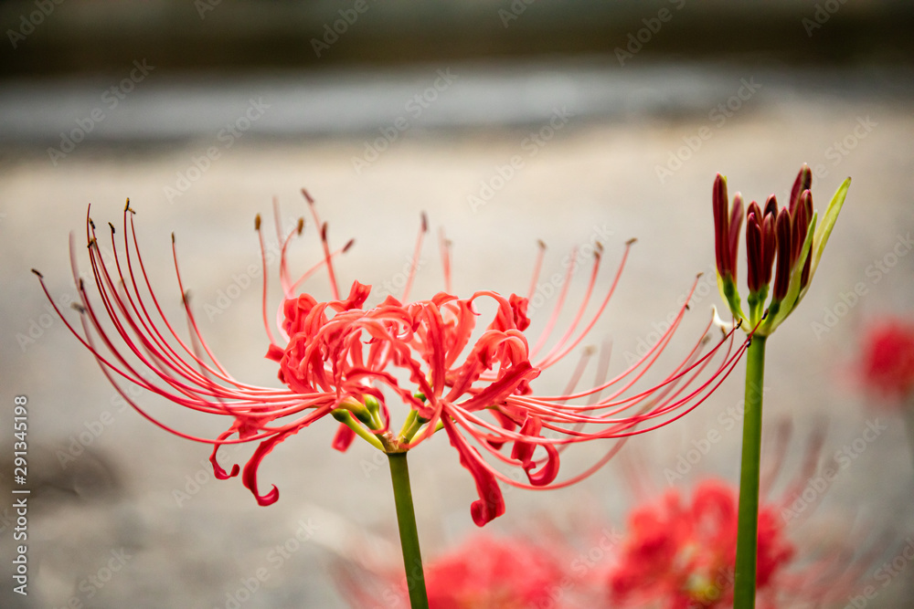 Red Spider Lily, taken at Kinchakuda, Saitama, Japan Stock Photo ...