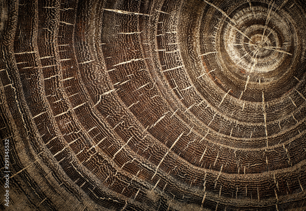 Stump of oak tree felled - section of the trunk with annual rings ...
