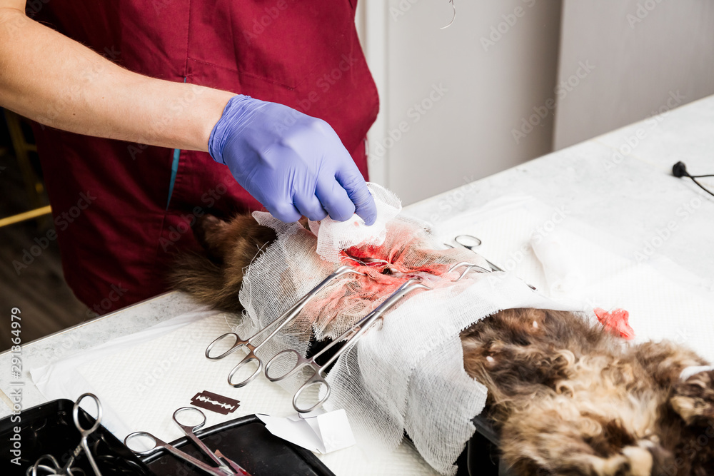 Sterilization of a cat close-up. End of abdominal surgery, vet sews up ...