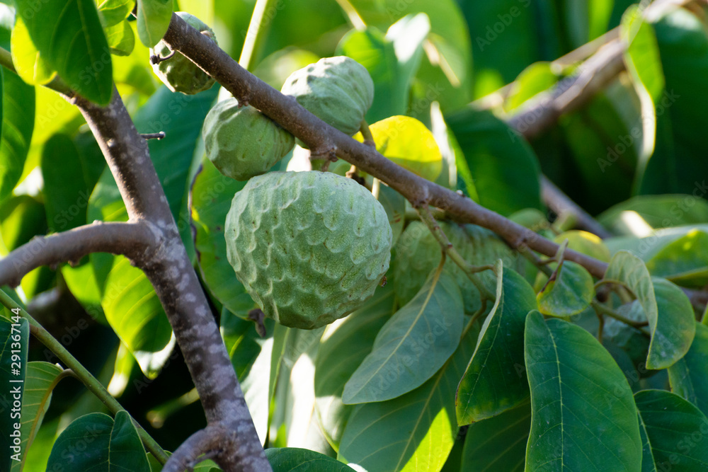 Cherimoya Tree