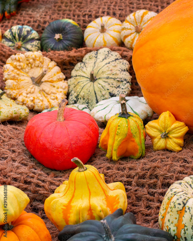 Festival Squash