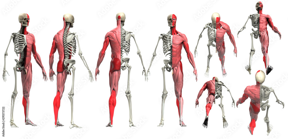 Half muscle half skeleton multiple view of male body anatomy 3d render ...