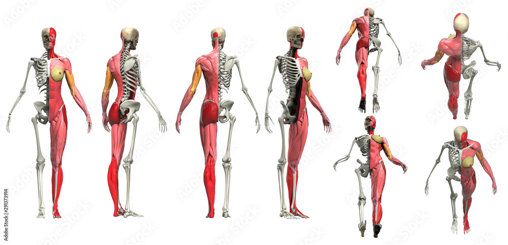 Half Skeleton Half Human Body