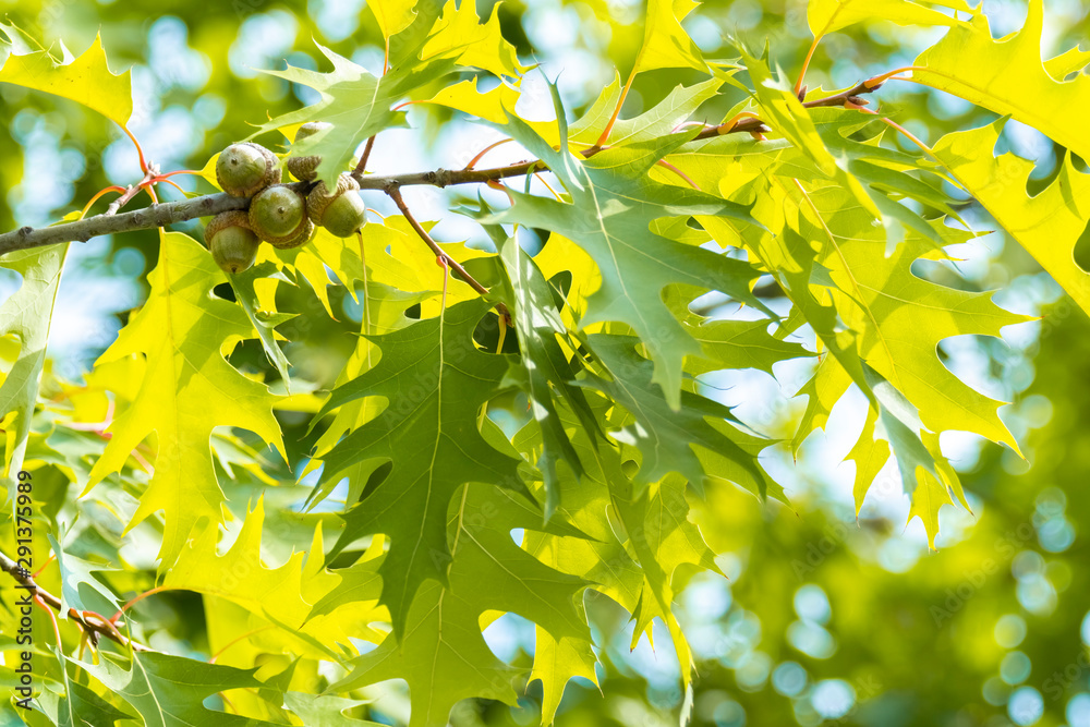 Poster Quercus rubra L – Tableau | Europosters