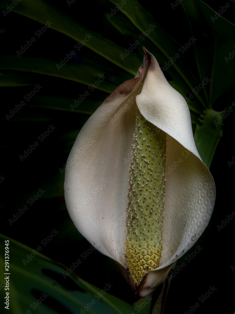 The flower of the Swiss Cheese Plant, Monstera deliciosa, a rare ...