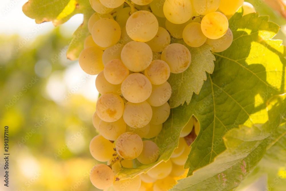 Golden Grapes