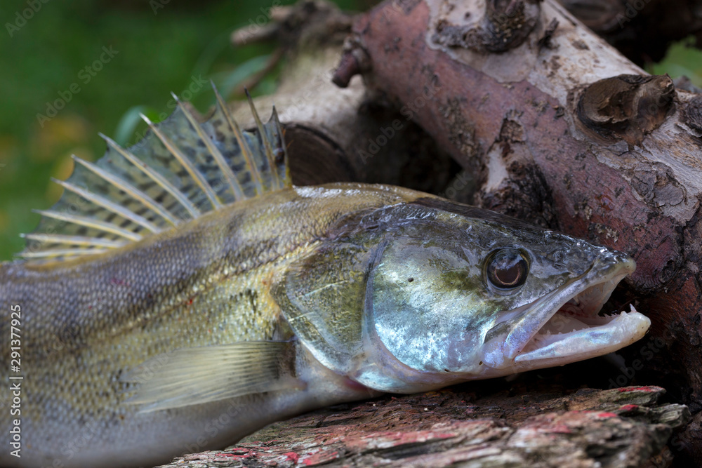 Zander in detail, the Fish from freshwater Deep, Sander lucioperca ...