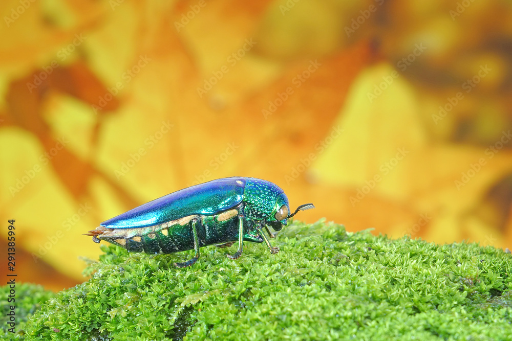 Beetle. Jewel beetles or metallic wood-boring beetles : One of the ...