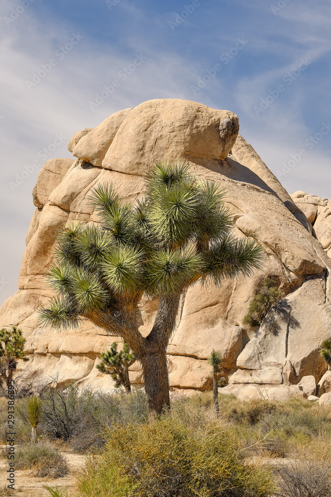 Joshua trees and Gneiss Rocks in and around Joshua Tree national park ...
