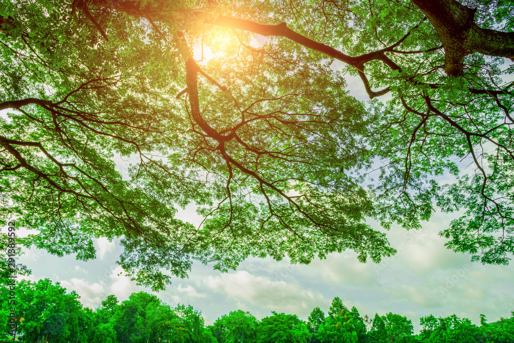 Tree Beam - The Best Picture Of Beam