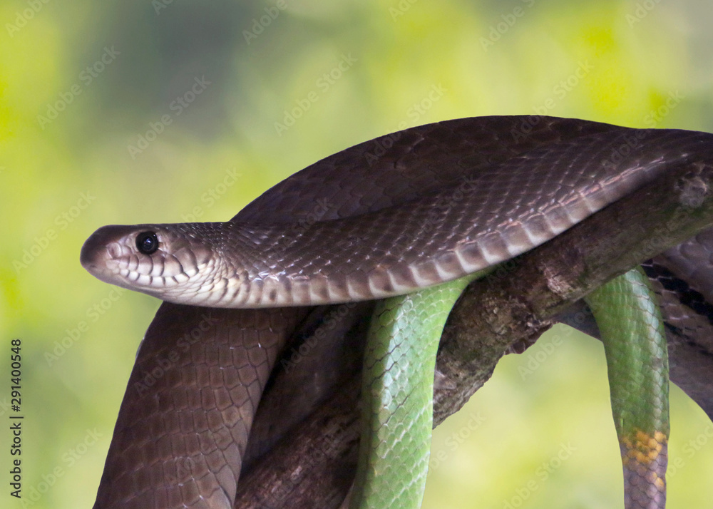 Rat snake also known Indian rat snake, oriental ratsnake, dhaman close ...